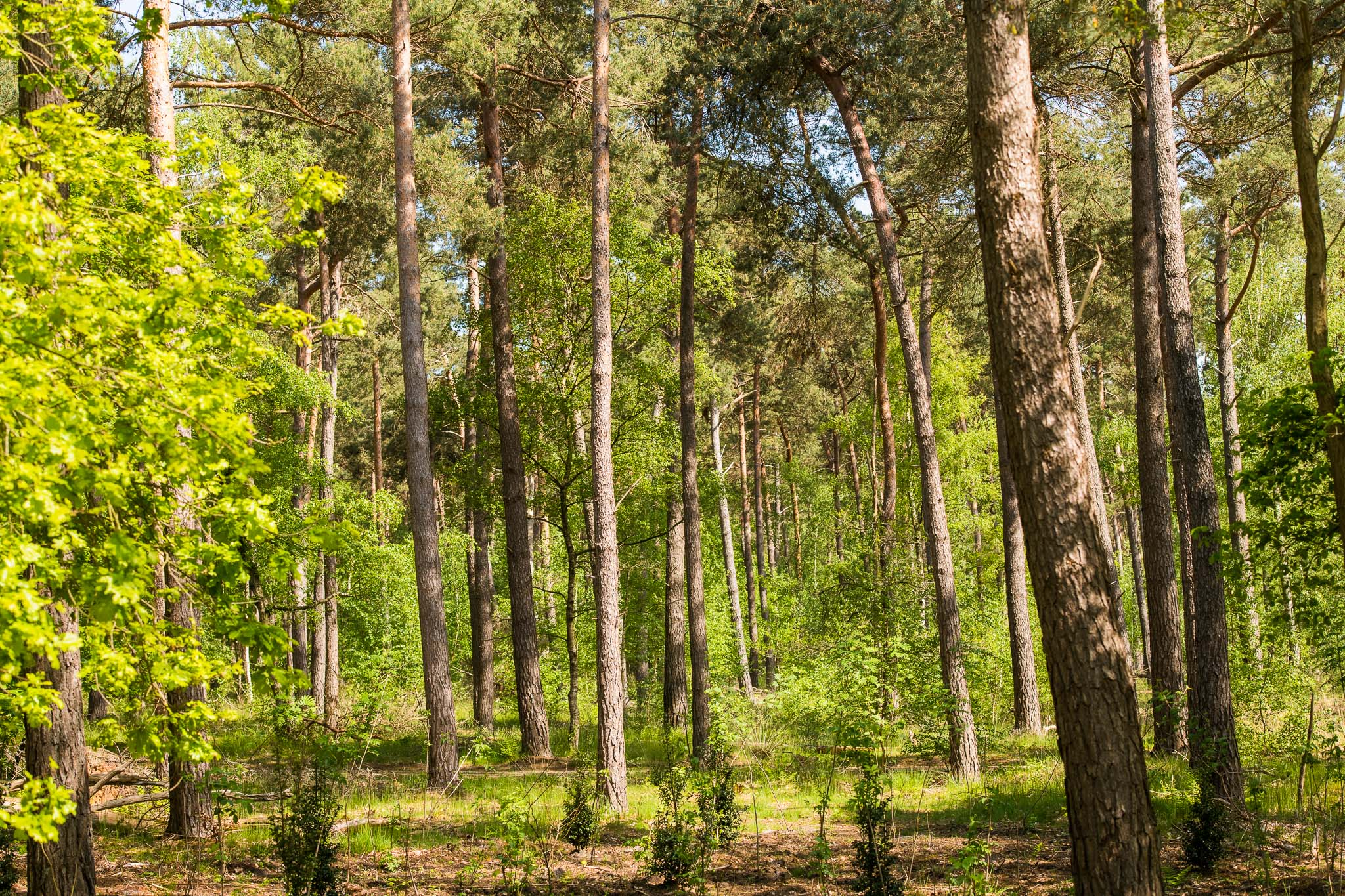 Een natuurbegrafenis op Landgoed Christinalust - Natuurbegraven Nederland