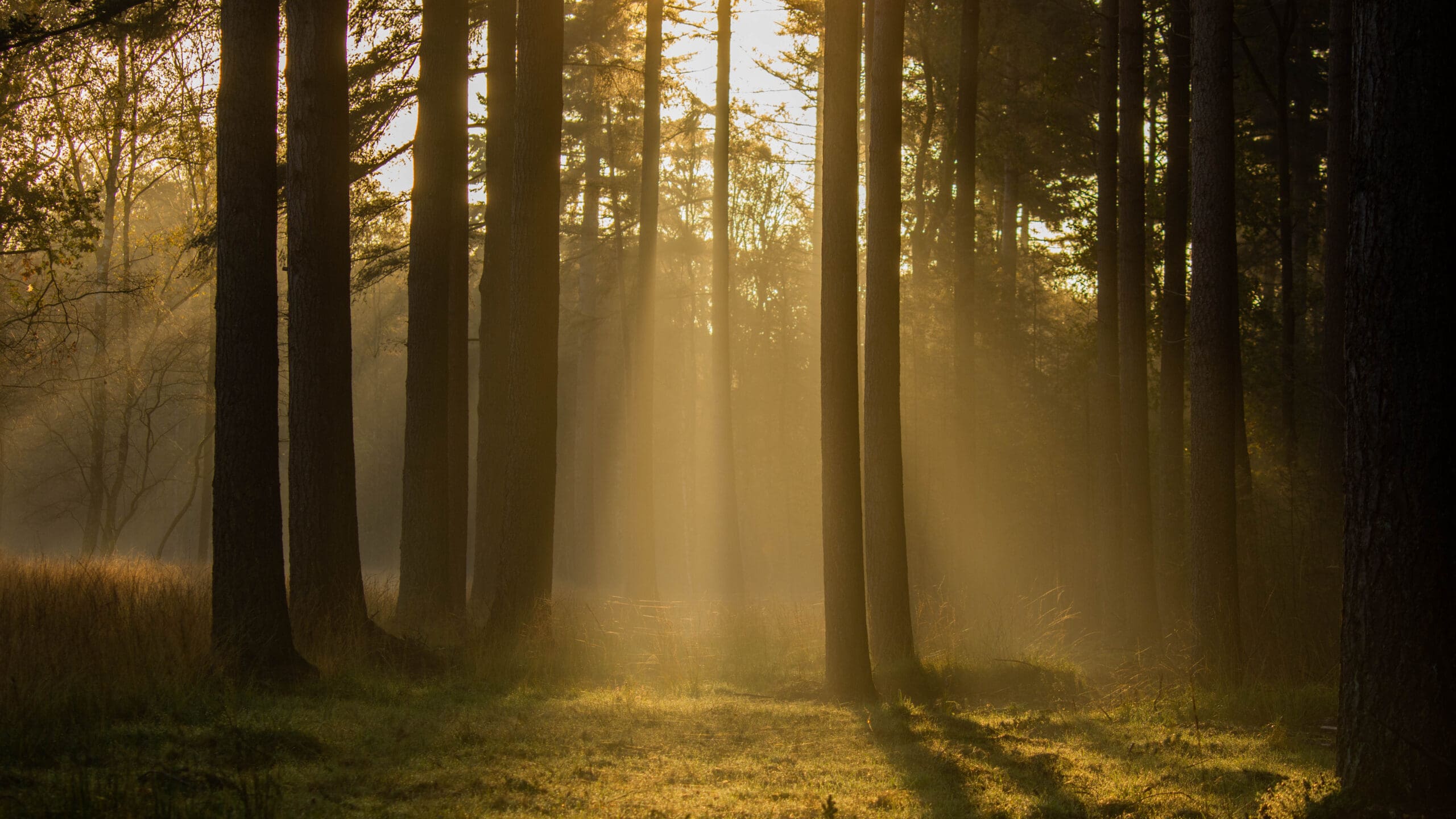 Het vermogen van de natuur - Natuurbegraven Nederland