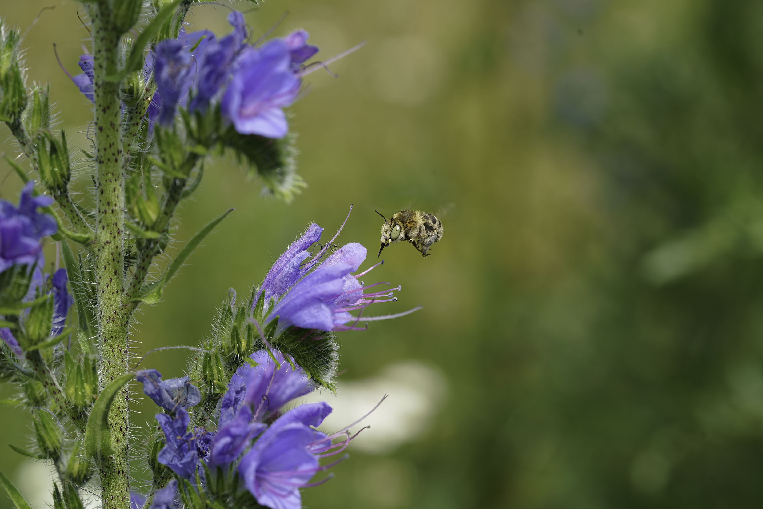 Zeldzame bijensoorten ontdekt - Natuurbegraven Nederland
