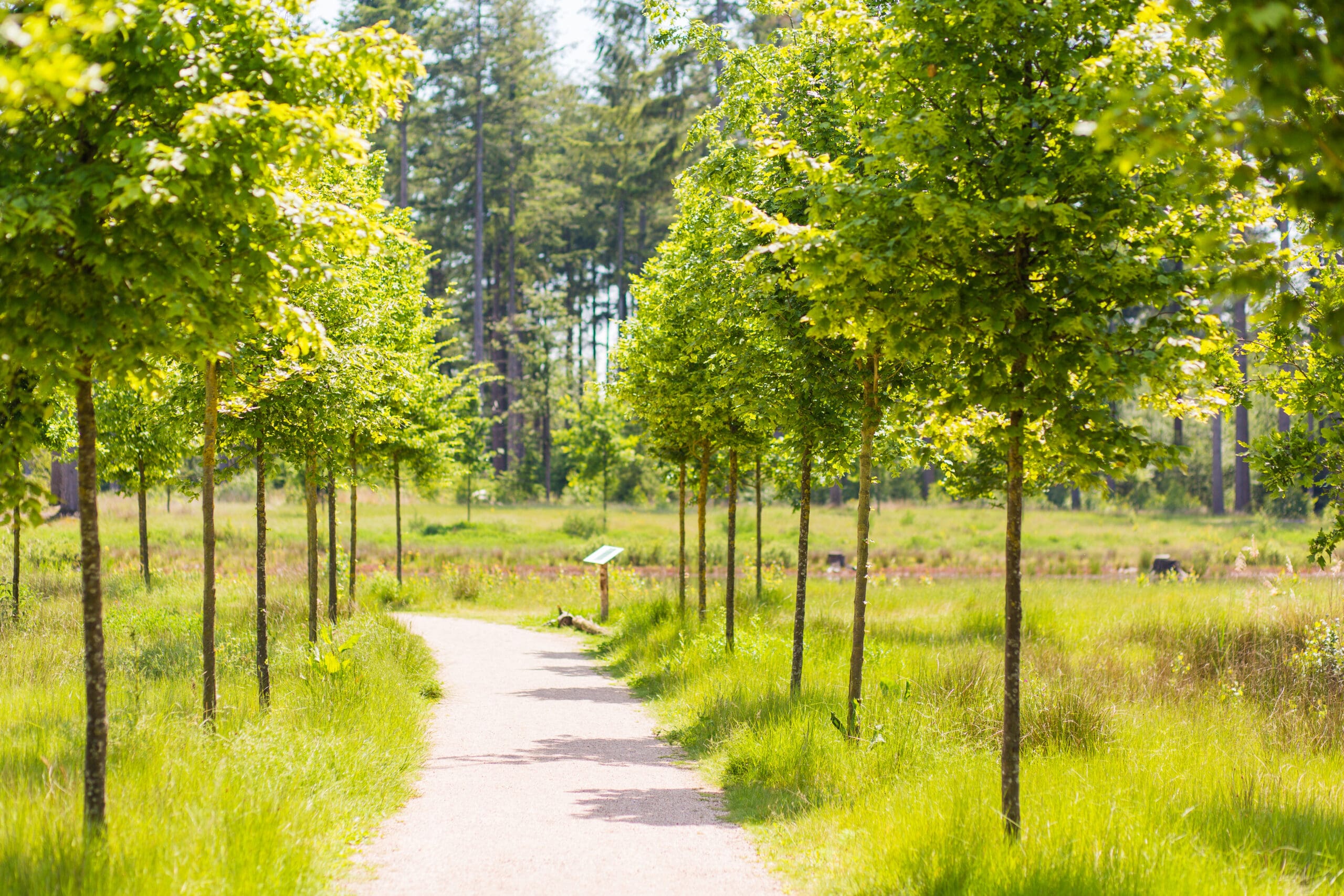 Een informatieve wandeling uitgelicht - Natuurbegraven Nederland