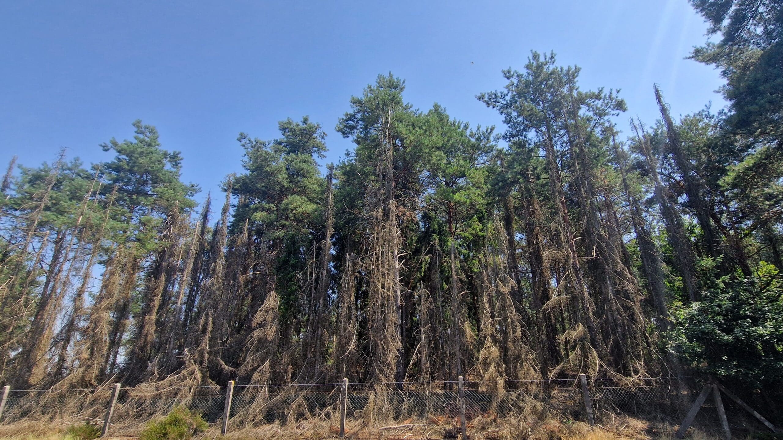 Bomenkap fijnsparren - Natuurbegraven Nederland