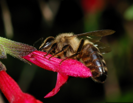 Heidepol Honing en de zwarte bij - Natuurbegraven Nederland