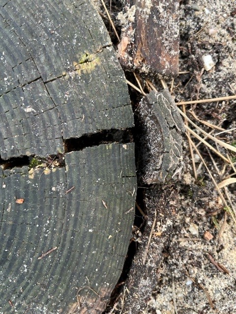 Alles over gedenktekens - Natuurbegraven Nederland