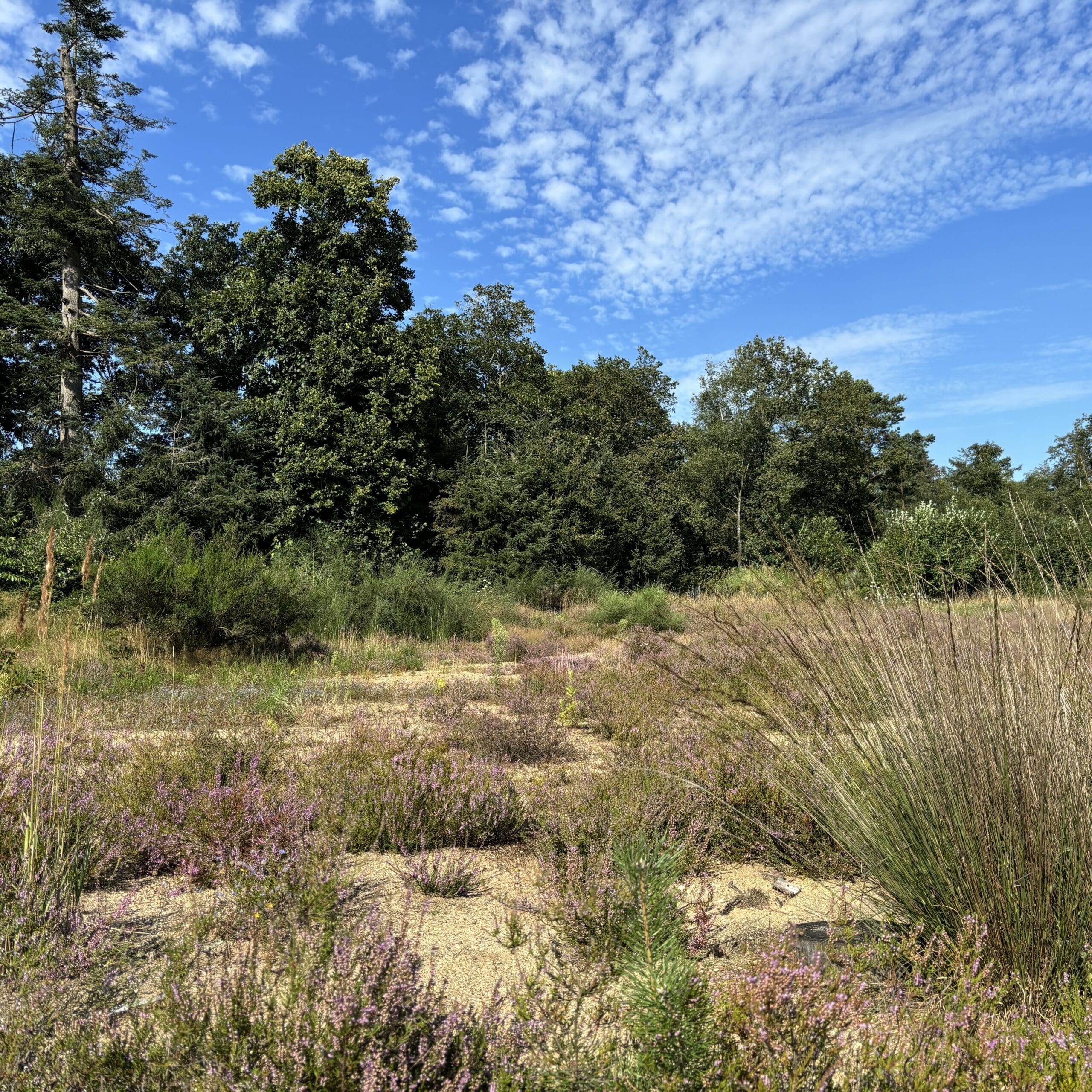 Een levendige bosrand - Natuurbegraven Nederland